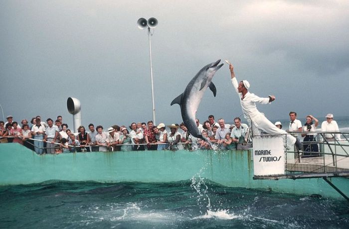 Days of the Dolphin: Cetaceans in Cold War Science and Science Fiction ...